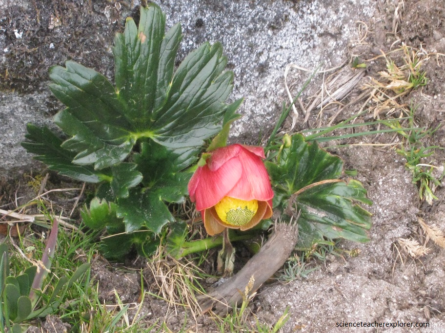 Huascaran, N.P.; Peru – Explorer/Trekker