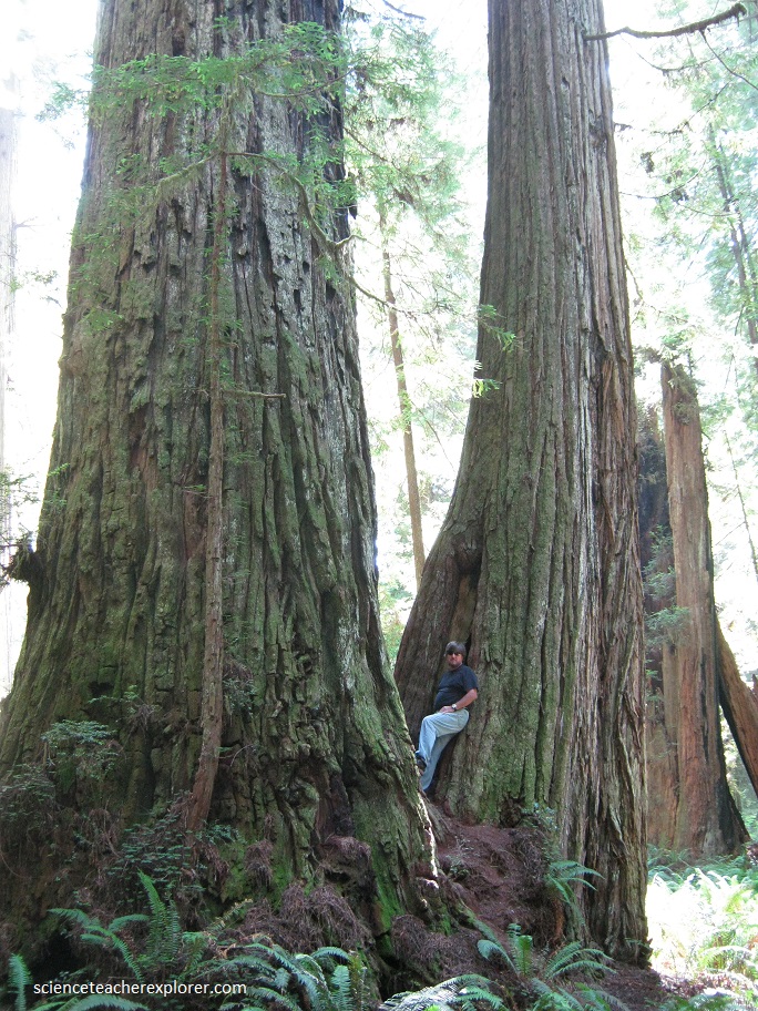 Redwood NP, CA USA – Explorer/Trekker