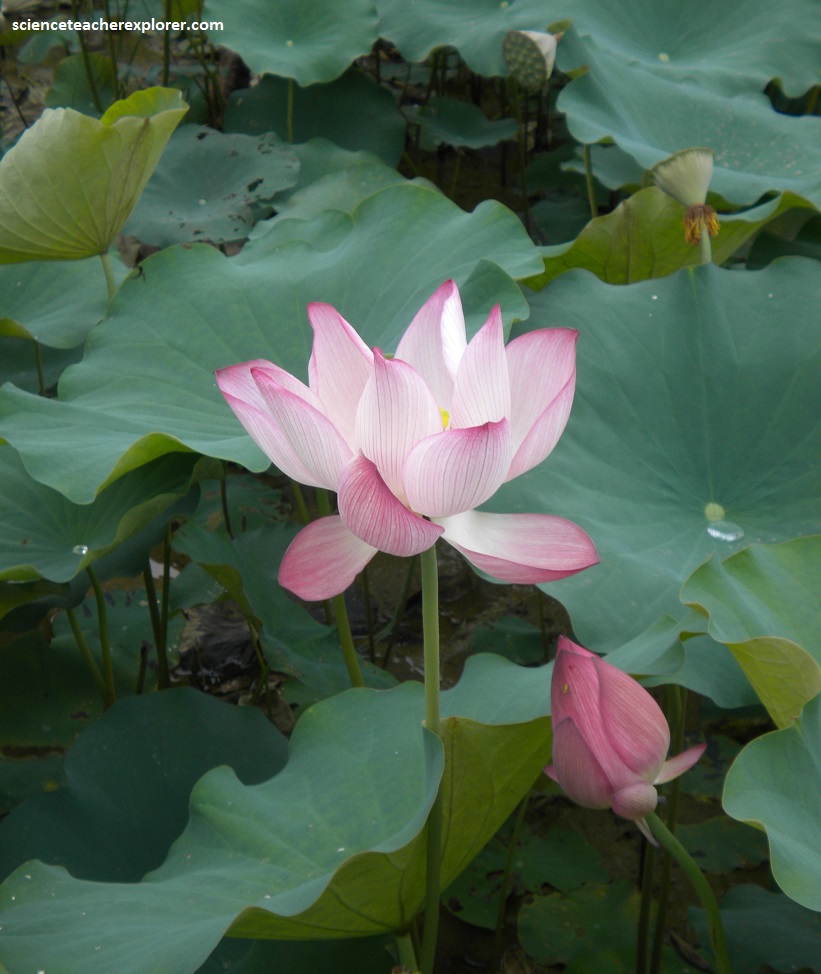 Guilin, China 2011 – Explorer/Trekker