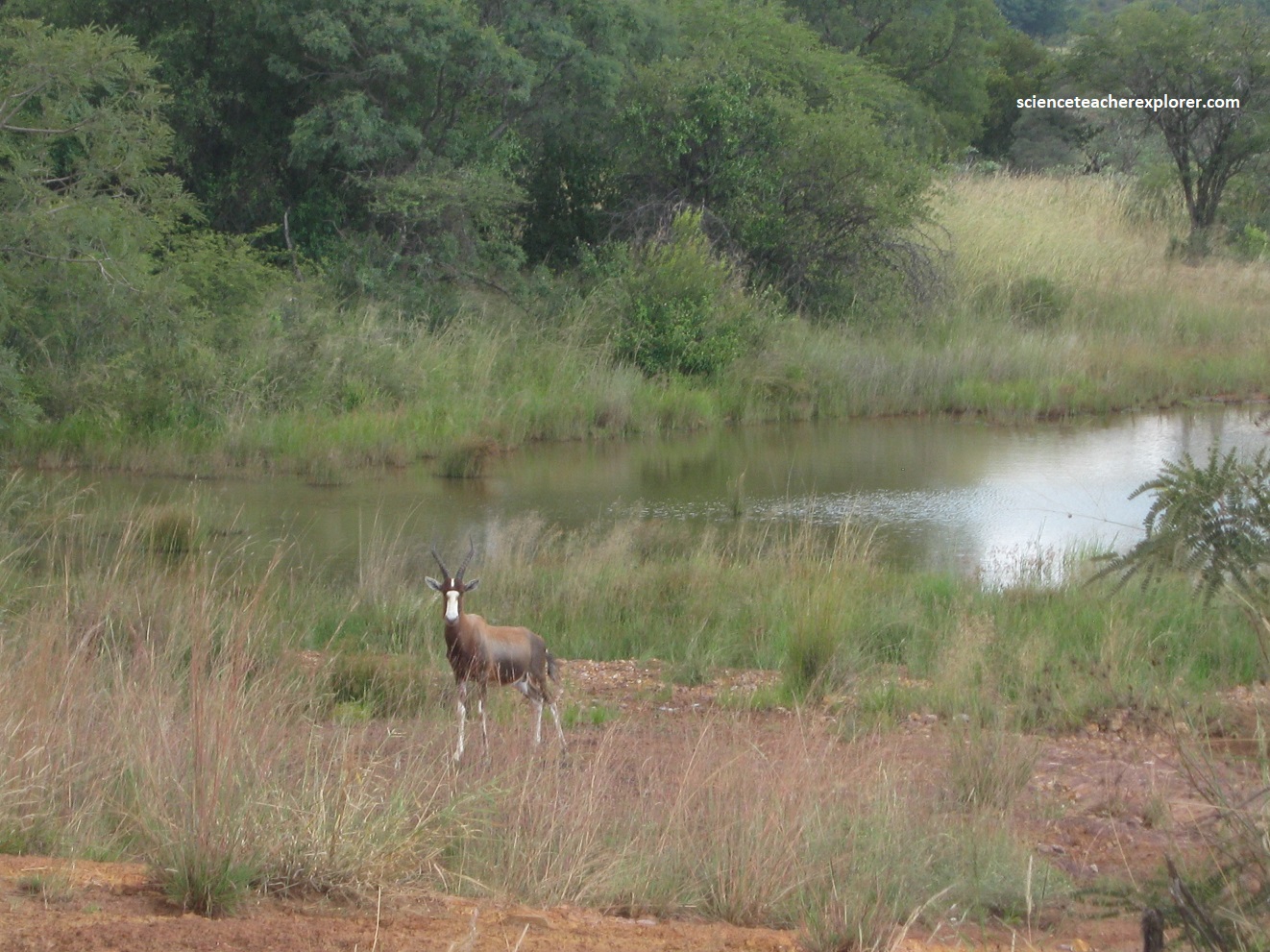 Nylsvley, S. Africa 2023 – Explorer/Trekker