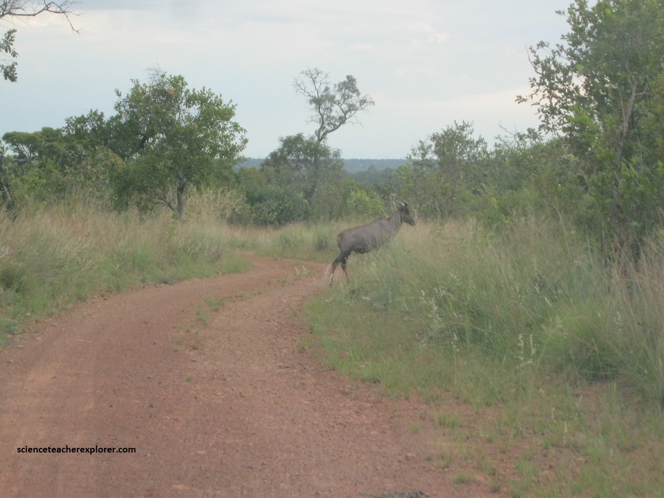 Nylsvley, S. Africa 2023 – Explorer/Trekker