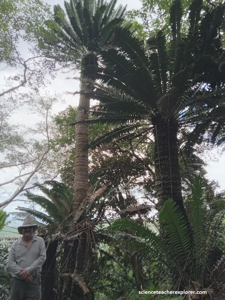 Modjadji, S. Africa 2023 – Explorer/Trekker